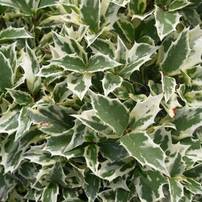 Osmanthus Variegatus Garden Shrub - Variegated Foliage, Fragrant White ...