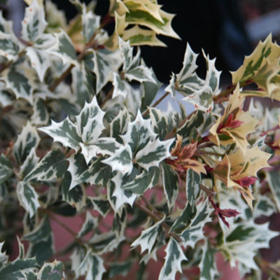 Osmanthus Variegatus Garden Shrub - Variegated Foliage, Fragrant White ...