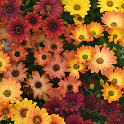 Osteospermum Akila Sunset Shade Mix 12 x Garden Ready Plants - Warm ...