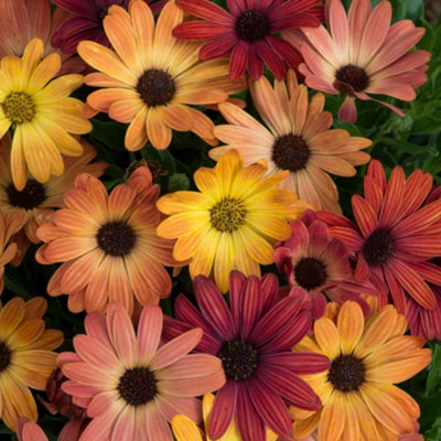 Osteospermum Akila Sunset Shade Mix 12 x Garden Ready Plants - Warm ...