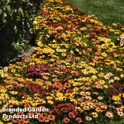 Osteospermum Akila Sunset shades Mix 30 Garden Ready Plants