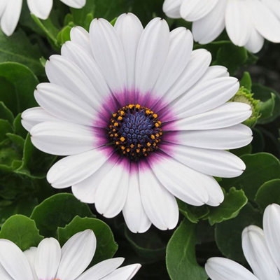 Osteospermum Akila White Purple Eye African Daisy 9cm Pot Bedding Plants