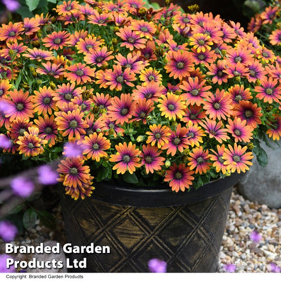 OSTEOSPERMUM DAZZLING DUO 20 POSTIPLUG PLANTS