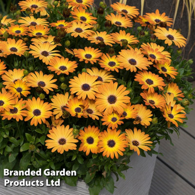 OSTEOSPERMUM DAZZLING DUO 20 POSTIPLUG PLANTS