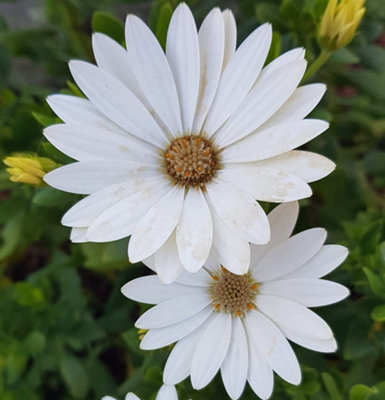 Osteospermum Erato Basket White 1 PostiPlug Plant