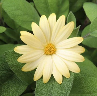 Osteospermum Erato Basket Yellow 1 PostiPlug Plant