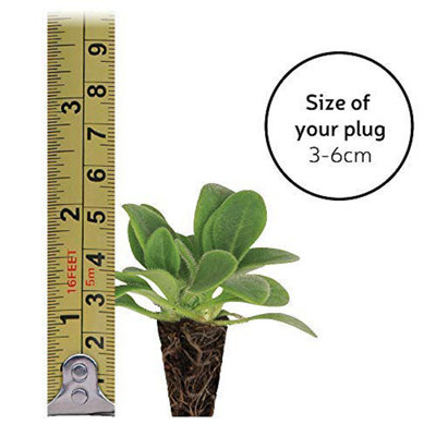 Osteospermum Erato Basket Yellow 1 PostiPlug Plant