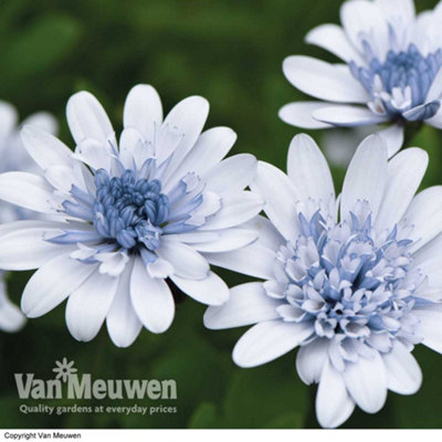 Osteospermum Erato Double Ice Blue 10 PostiPlug Plants | DIY at B&Q