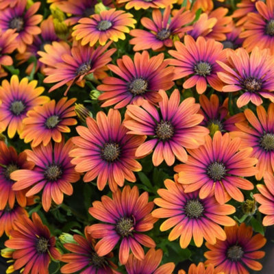 Osteospermum Purple Sun 1 PostiPlug Plant