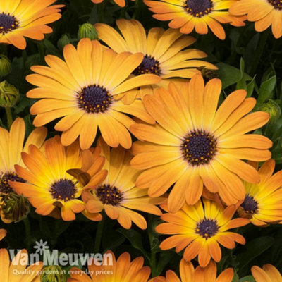Osteospermum Serenity Sunshine Beauty 10 PostiPlug Plants | DIY at B&Q