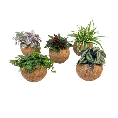 Other Green Plants Mixed, 15cm Pot Size, 25cm Tall, Houseplants, Indoor ...