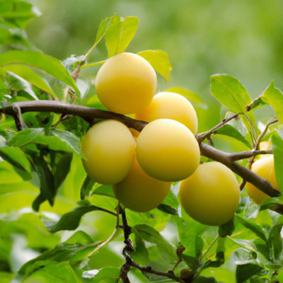 Oullins Golden Gage (Prunus domestica) Tree - 12Ltr Bareroot