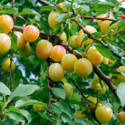 Oullins Golden Gage (Prunus domestica) Tree - 7Ltr Potted