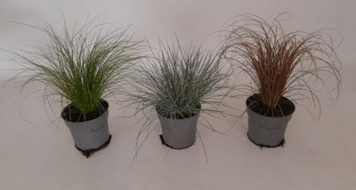 Ov Grassen Mixed, 510cm Pot Size, 25cm Tall, Ornamental grasses, Indoor ...