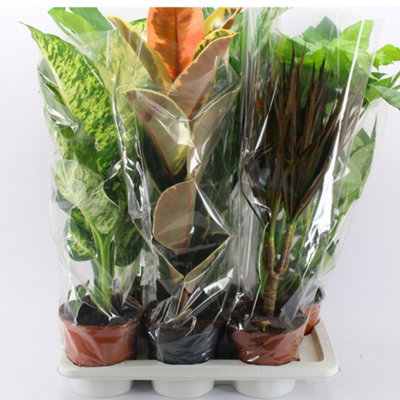 Ov Kamerplanten Mixed, 17cm Pot Size, 70cm Tall, Indoor Plants Mixed ...