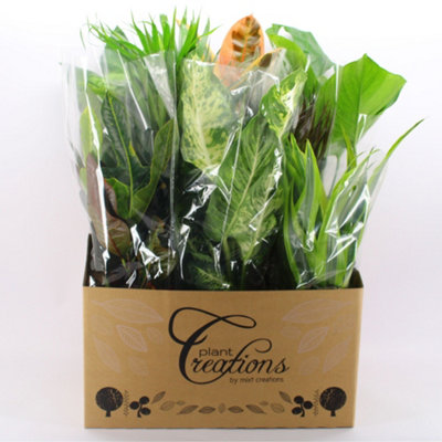 Ov Kamerplanten Mixed, 17cm Pot Size, 80cm Tall, Indoor Plants Mixed ...