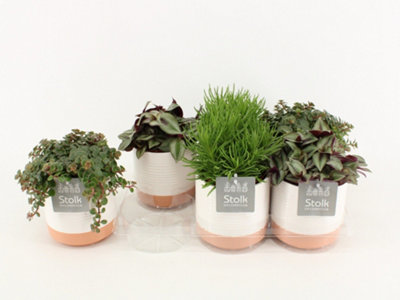 Ov Kamerplanten Mixed Kerami, 13cm Pot Size, 25cm Tall, Keramika ...