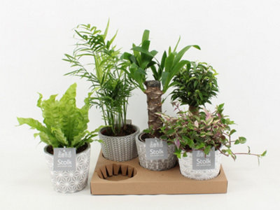 Ov Kamerplanten Mixed Kerami, 13cm Pot Size, 30cm Tall, Keramika, Indoor Houseplant