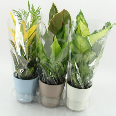 Ov Kamerplanten Mixed Kerami, 13cm Pot Size, 45cm Tall, Jungle Cactus ...