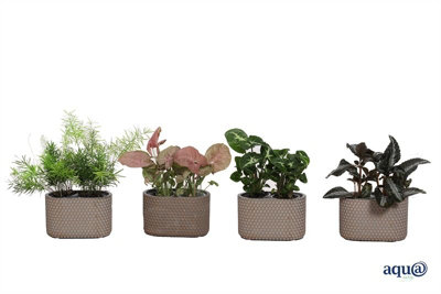 Ov Kamerplanten Mixed Kerami, 6cm Pot Size, 20cm Tall, Keramika, Indoor ...