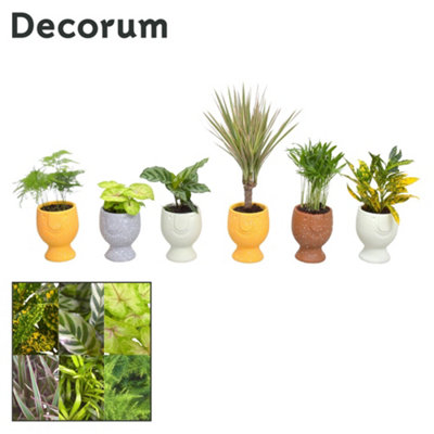 Ov Kamerplanten Mixed Kerami, 7cm Pot Size, 15cm Tall, Keramika, Indoor ...