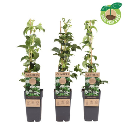 Ov Kamerplanten Mixed Kerami, 7cm Pot Size, 15cm Tall, Keramika, Indoor ...