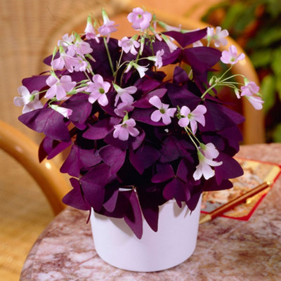 Oxalis Triangularis Purple - Indoor House Plant for Home Office ...