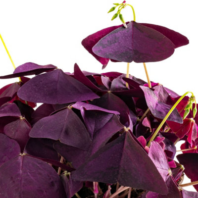 OXALIS TRIANGULARIS PURPLE - INDOOR HOUSE PLANT FOR HOME OFFICE ...