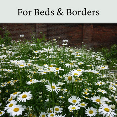 Oxeye Daisy Seed - Wild Flower Seeds for Beds and Borders - White and ...