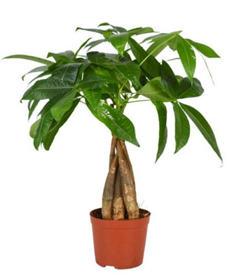 Pachira Aquatica, 12cm Pot Size, 35cm Tall, Pachira Aquatica, Indoor ...