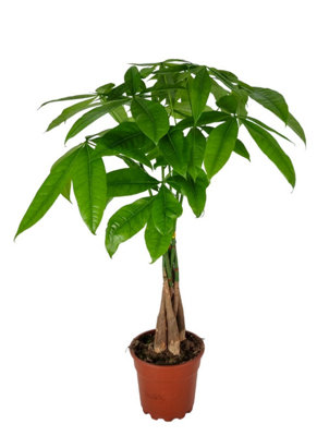 PACHIRA AQUATICA, 17CM POT SIZE, 65CM TALL, PACHIRA AQUATICA, INDOOR ...