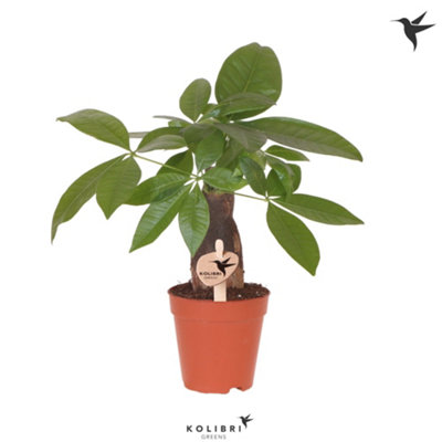 Pachira Aquatica, 9cm Pot Size, 30cm Tall, Pachira Aquatica, Indoor ...