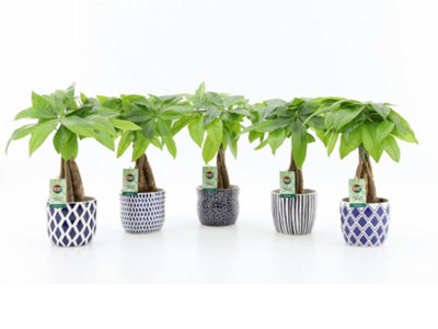 Pachira Aquatica Ceramic Delf, 13cm Pot Size, 50cm Tall, Money tree ...