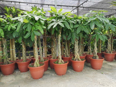 Pachira aquatica in 13cm Nursery Pot