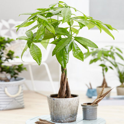 Pachira Aquatica Indoor Houseplant Lucky Money Tree Compact Size 25 35cm