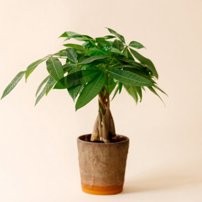 Pachira Aquatica 'Money Tree' in a 12cm Pot House Plants Evergreen Air ...