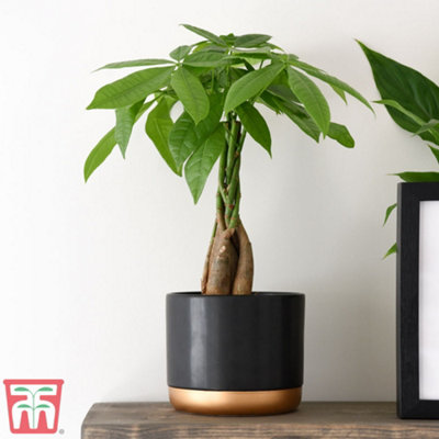 Pachira Aquatica Tree Braided Stem Houseplant - 2 Plants (12cm pots)