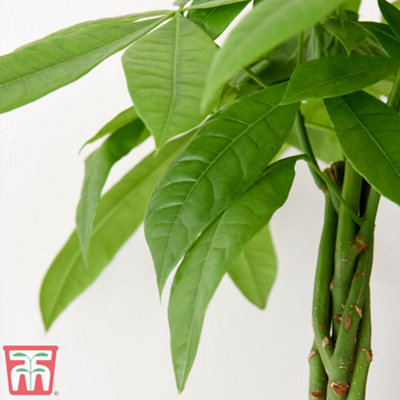 PACHIRA AQUATICA TREE BRAIDED STEM HOUSEPLANT - 2 PLANTS (12CM POTS)