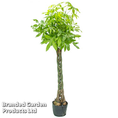 Pachira Aquatica Tree Braided Stem Houseplant - 2 Plants (12cm pots)