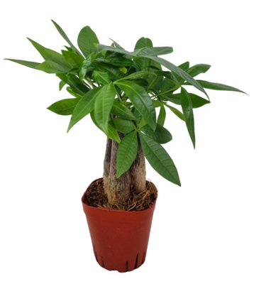 Pachira Aquatica Triple Stam, 7cm Pot Size, 22cm Tall, Triple Stam ...