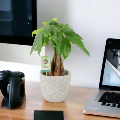 Pachira Money Tree 12cm Braided Trunk Lucky Houseplant in Concrete Aztec