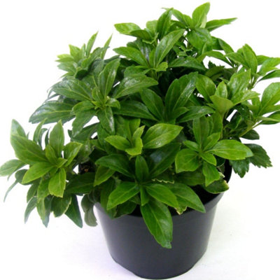 Pachysandra terminalis Green Carpet Evergreen Ground Cover Glossy Leaves White Flowers Shade ...