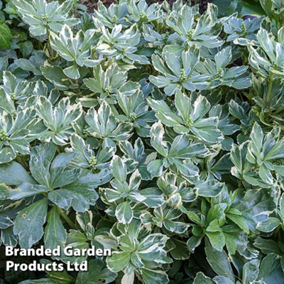 Pachysandra terminalis Variegata 9cm Potted Plant x 1