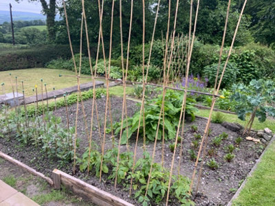 Pack of 30 Bamboo Garden Canes 2ft Plant Supports
