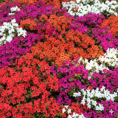 Pack Of 4 Mixed Azaleas (20 - 30cm Height Including Pot) - Assorted ...