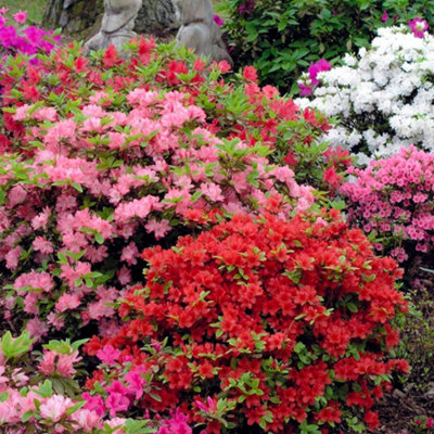 Pack Of 4 Mixed Azaleas (20 - 30cm Height Including Pot) - Assorted ...