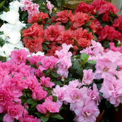 Pack Of 4 Mixed Azaleas (20 - 30cm Height Including Pot) - Assorted ...