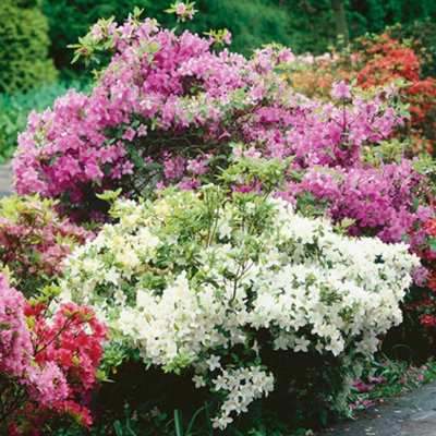 Pack Of 4 Mixed Azaleas (20 - 30cm Height Including Pot) - Assorted ...
