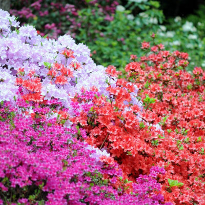 Pack Of 4 Mixed Azaleas (20 - 30cm Height Including Pot) - Assorted ...