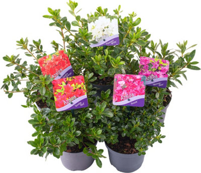 Pack Of 5 Mixed Azaleas (30 - 40cm Height Including Pot) - Assorted ...